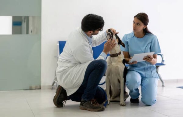 Vetsulin for Dogs: Benefits, Dosage, Side Effects, and More - puppadogs.com