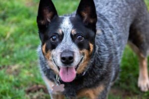The Blue Heeler: A Comprehensive Guide - puppadogs.com