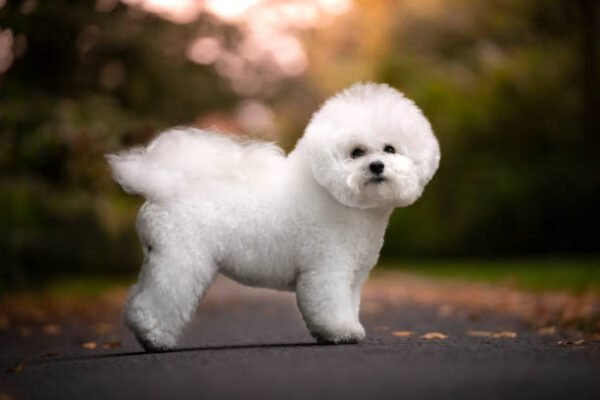 Shichon 101: A Complete Guide to the Adorable Teddy Bear Dog ...