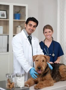 Vetsulin for Dogs: Benefits, Dosage, Side Effects, and More - puppadogs.com