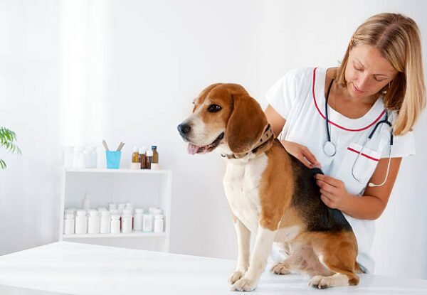 Marbofloxacin (Zeniquin®) for Dogs: Benefits, Dosage, Side Effects ...