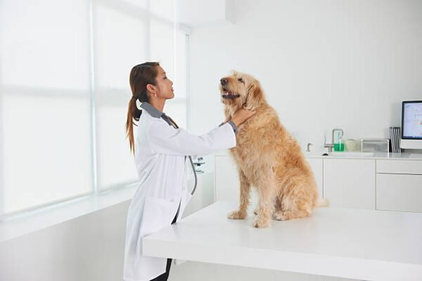 Tresaderm for Dogs: Benefits, Dosage, Side Effects, and More ...