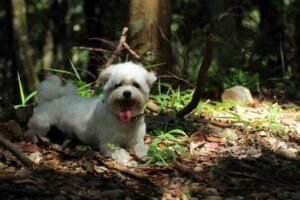 Shichon 101: A Complete Guide to the Adorable Teddy Bear Dog ...