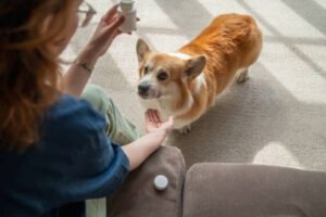 Amoxicillin for Dogs: Benefits, Dosage, Side Effects, and More ...