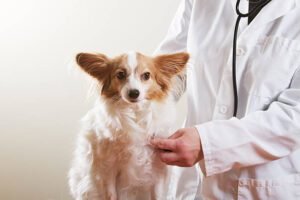 Potassium Bromide for Dogs: Benefits, Dosage, Side Effects, and More ...