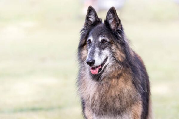 The Corman Shepherd: A Comprehensive Guide - puppadogs.com
