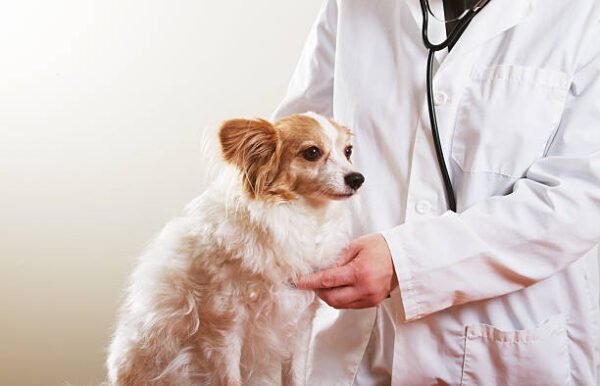 Sucralfate for Dogs: Benefits, Dosage, Side Effects, and More ...
