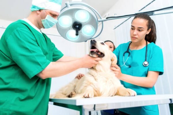 Phenobarbital for Dogs: Benefits, Dosage, Side Effects, and More ...