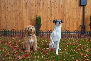 The Amazing Rat Terrier Dog Breed: A Comprehensive Guide - puppadogs.com