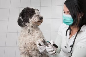 Azathioprine for Dogs: Benefits, Dosage, Side Effects, and More ...