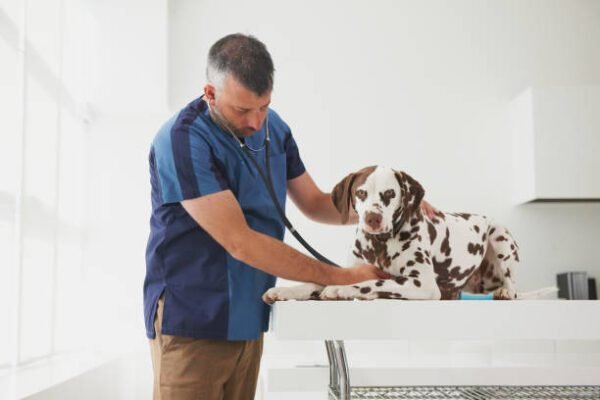 Enalapril maleate for Dogs: Benefits, Dosage, Side Effects, and More ...