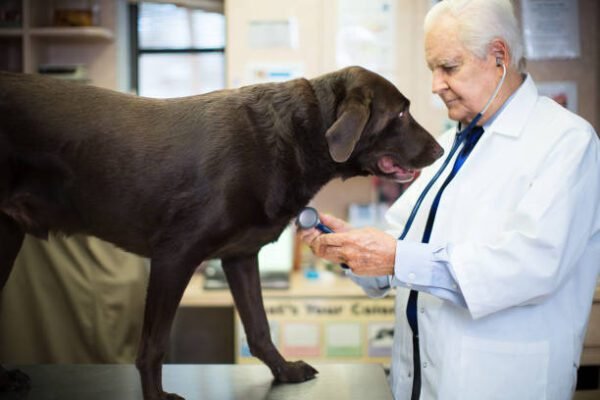 Gentamicin for Dogs: Benefits, Dosage, Side Effects, and More ...