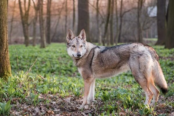 Czechoslovakian Vlcak Dog Breed: A Fascinating Introduction - puppadogs.com