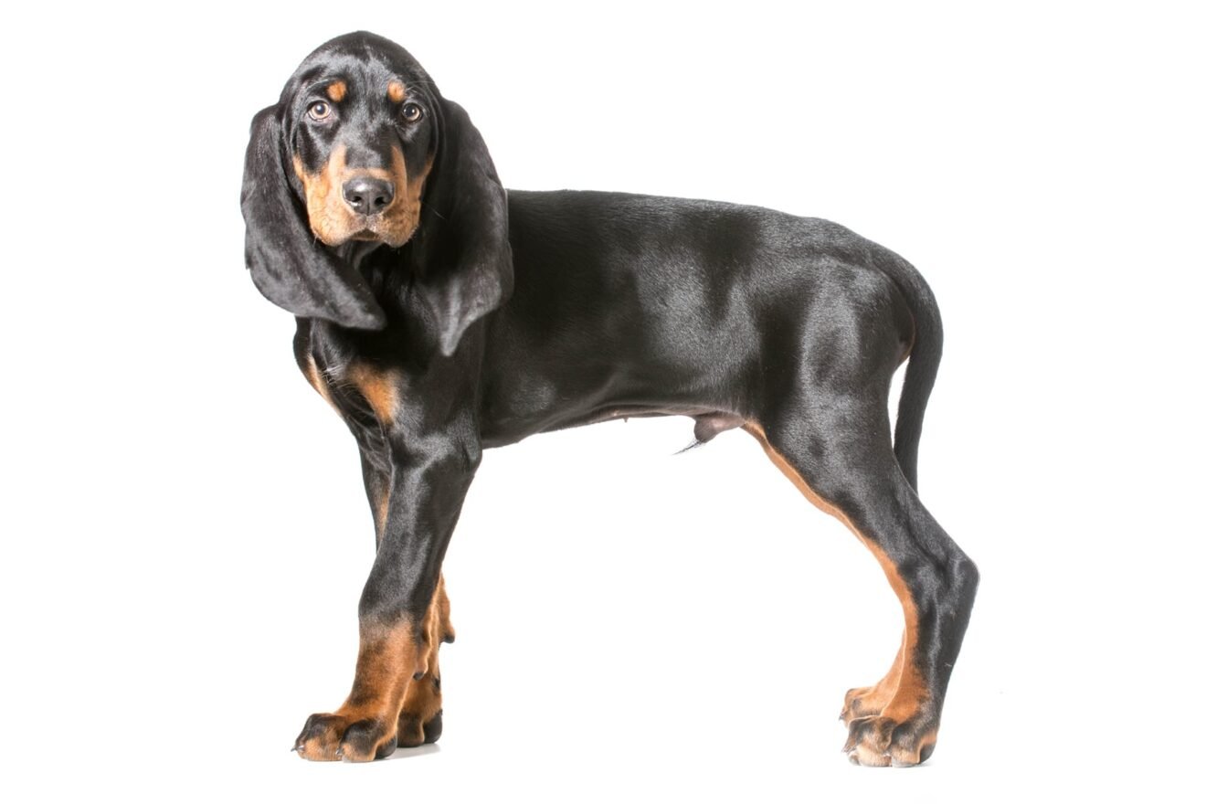 Black and Tan Coonhound Dog Breed: A Comprehensive Guide - puppadogs.com