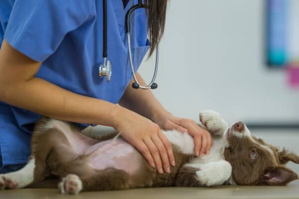 Metoclopramide for Dogs: Benefits, Dosage & Side Effects Guide