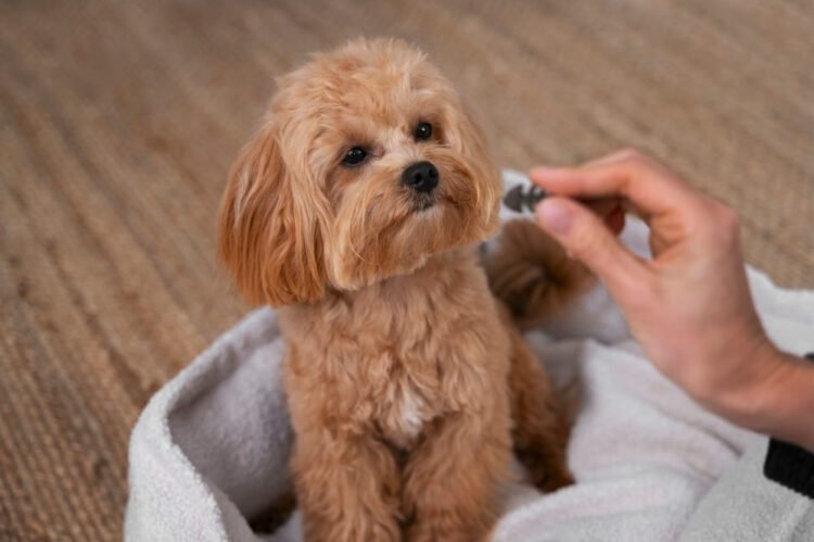 Rilexine for Dogs: Vet-Approved Antibiotic Guide