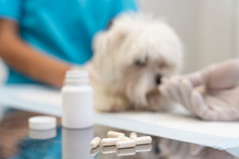 Calcium Supplements for Dogs: Essential Guide