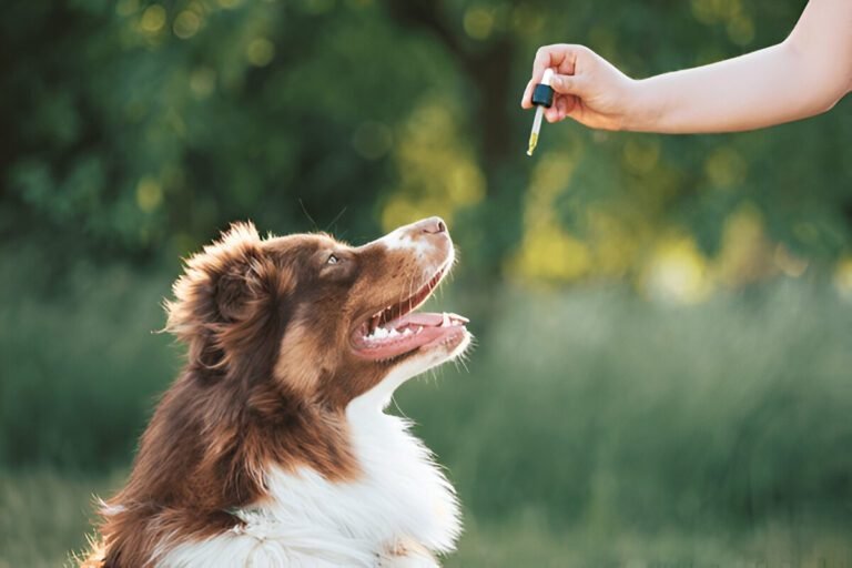 Sileo for Dogs: Effective Canine Noise Anxiety Relief