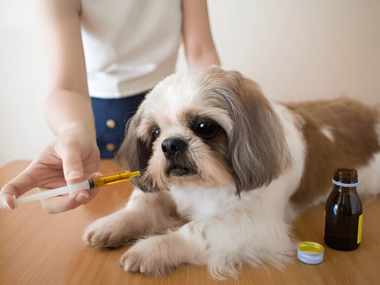 Collagen Supplements for Dogs: Benefits and Uses