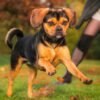 Puggle: A Charming Canine Companion - puppadogs.com