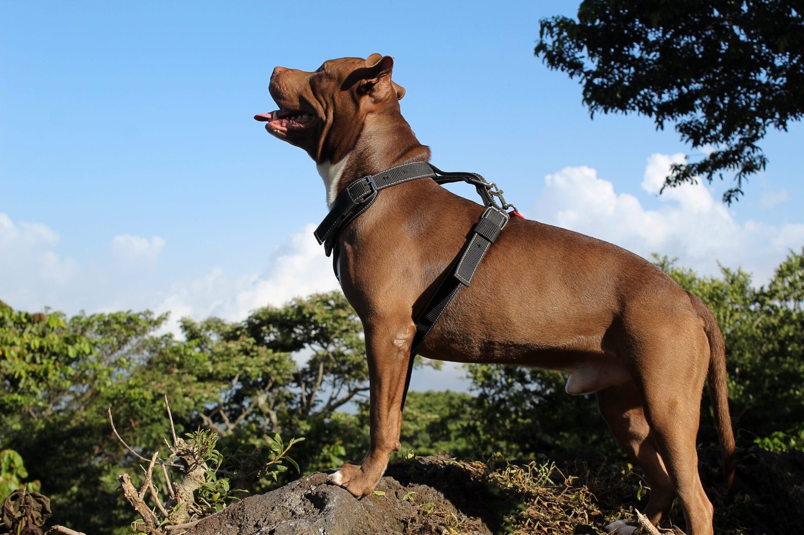 The Ultimate Guide to Pitbulls: Everything You Need to Know - puppadogs.com